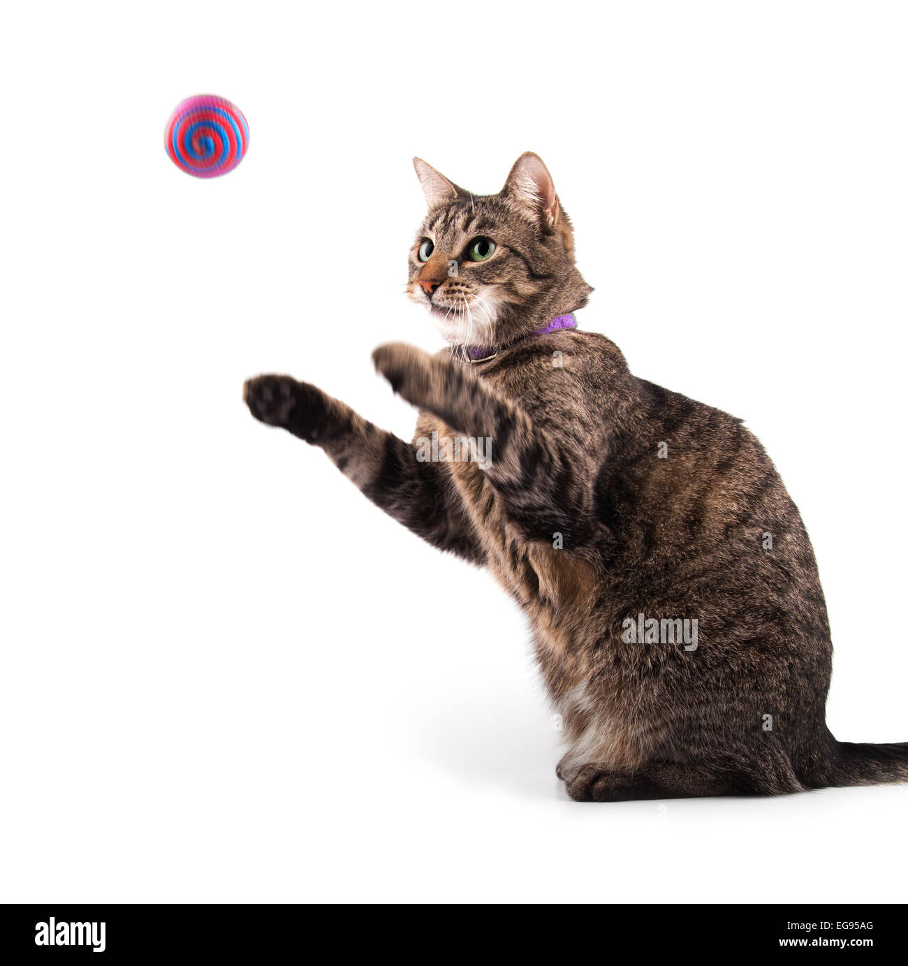 Brown tabby cat catching a toy flying at her Stock Photo - Alamy