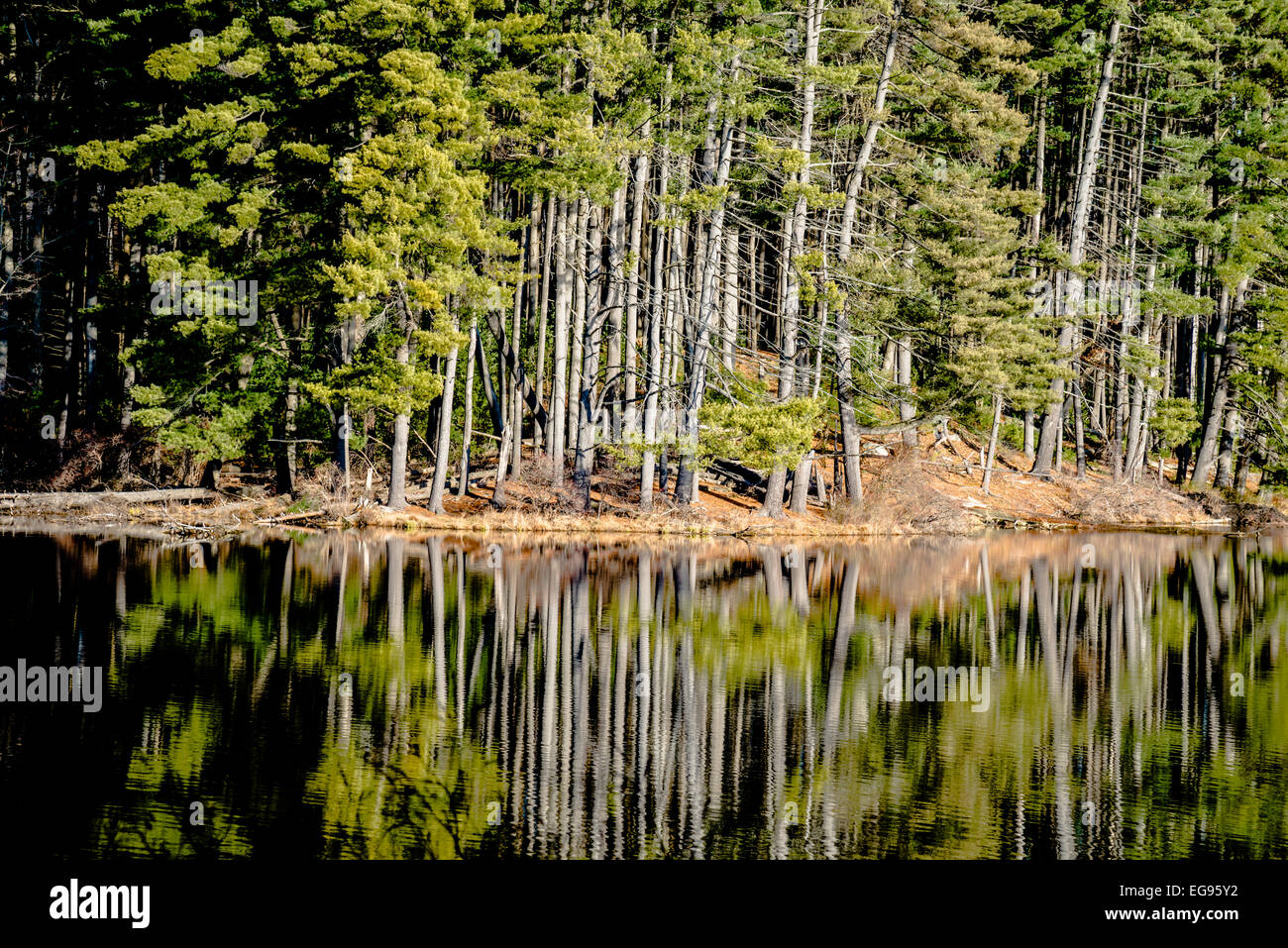 Trees Reflecting in Water Stock Photo - Alamy