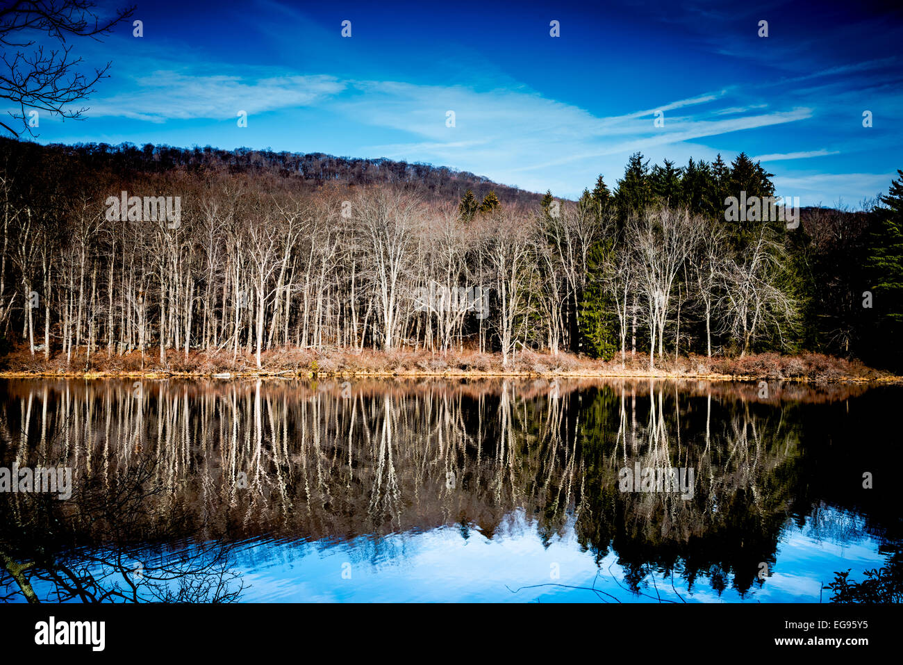 Trees Reflecting in Water Stock Photo - Alamy