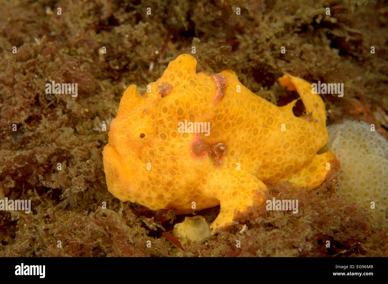 Painted anglerfish, Antennarius pictus, at Bare Island, La Perouse, New ...
