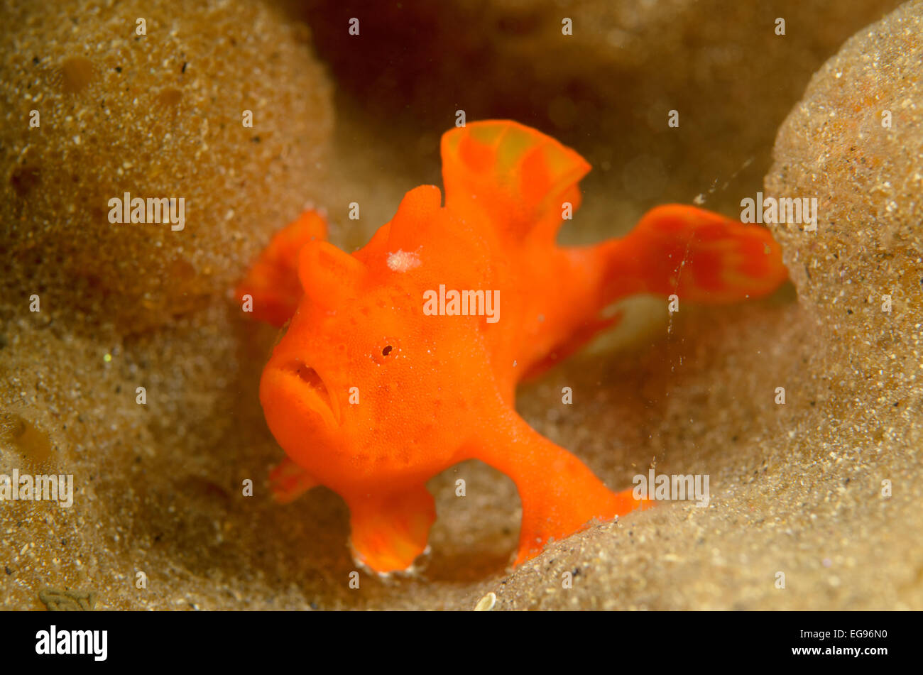 Botany Bay Anglerfish High Resolution Stock Photography and Images - Alamy