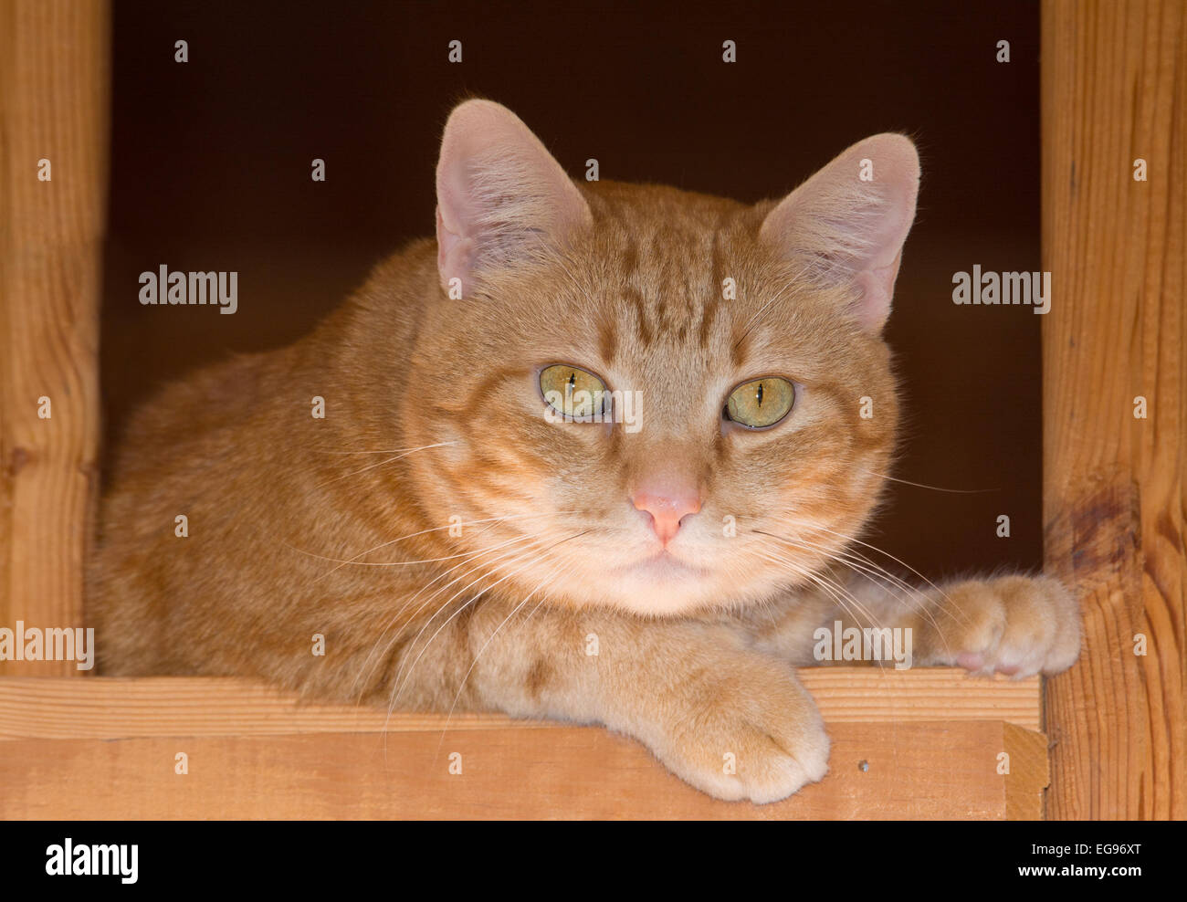 Female ginger cat hi-res stock photography and images - Alamy