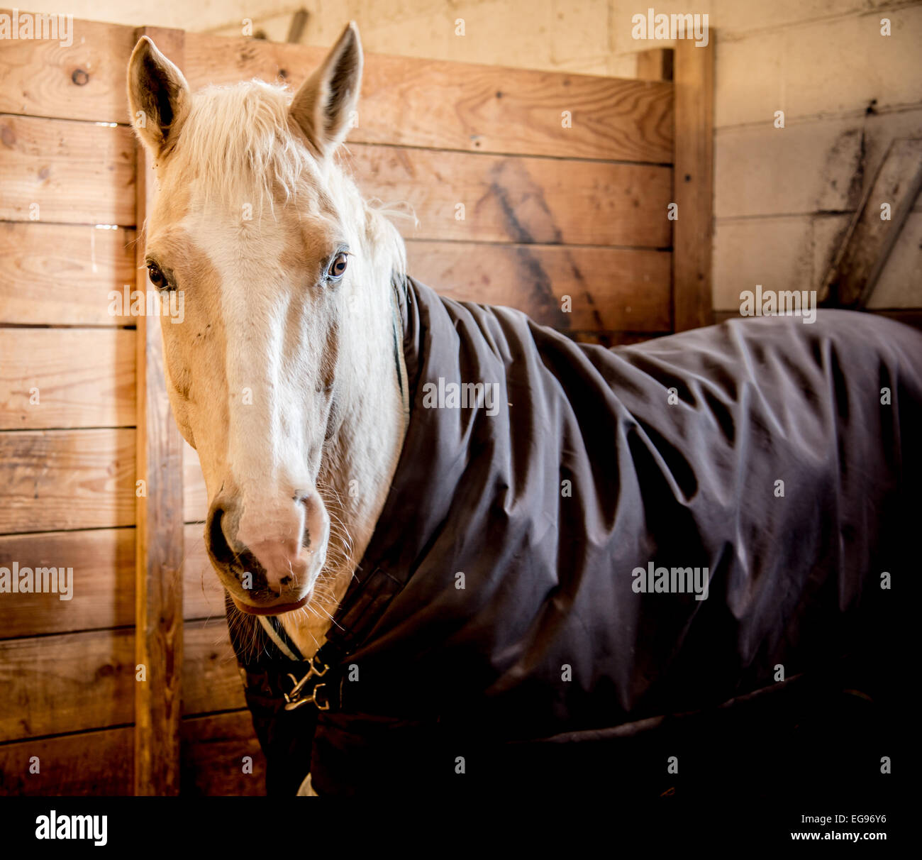 Horse in Stable Stock Photo - Alamy