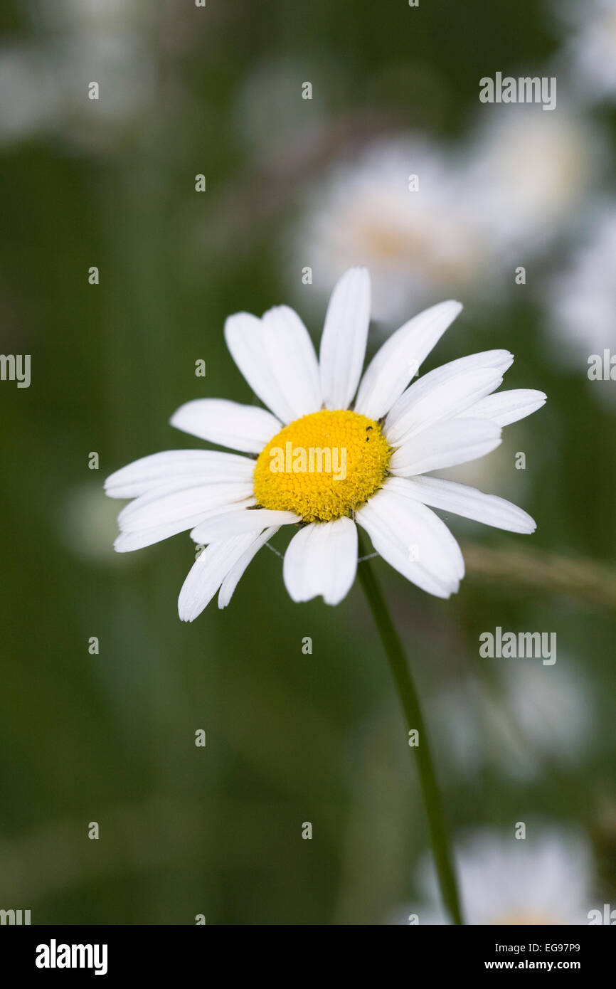 Leucanthemum vulgare. Oxeye daisies in a wildflower meadow Stock Photo ...