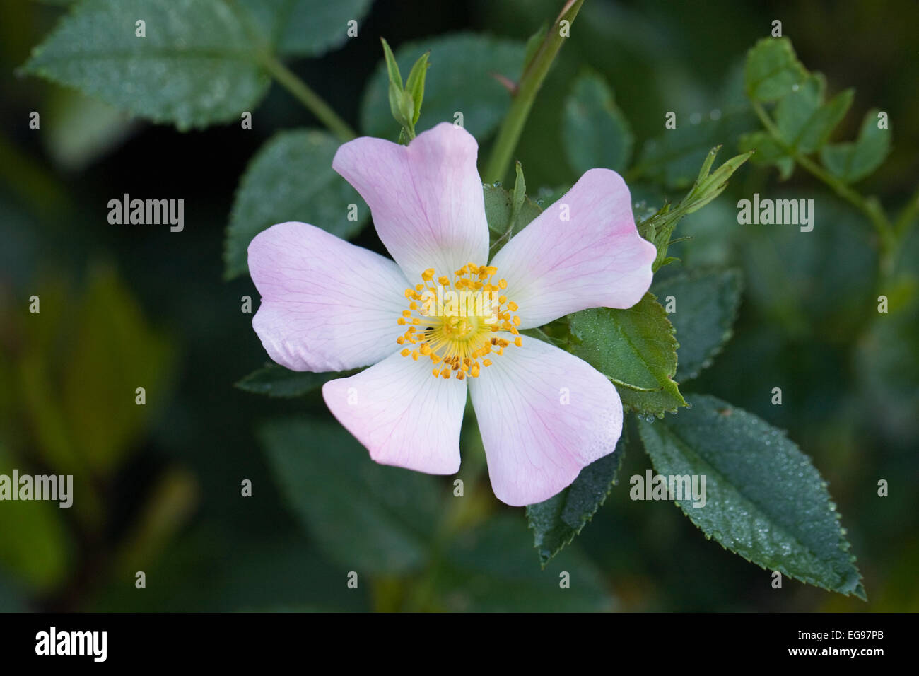 Rosa canina. Dog rose in flower Stock Photo - Alamy