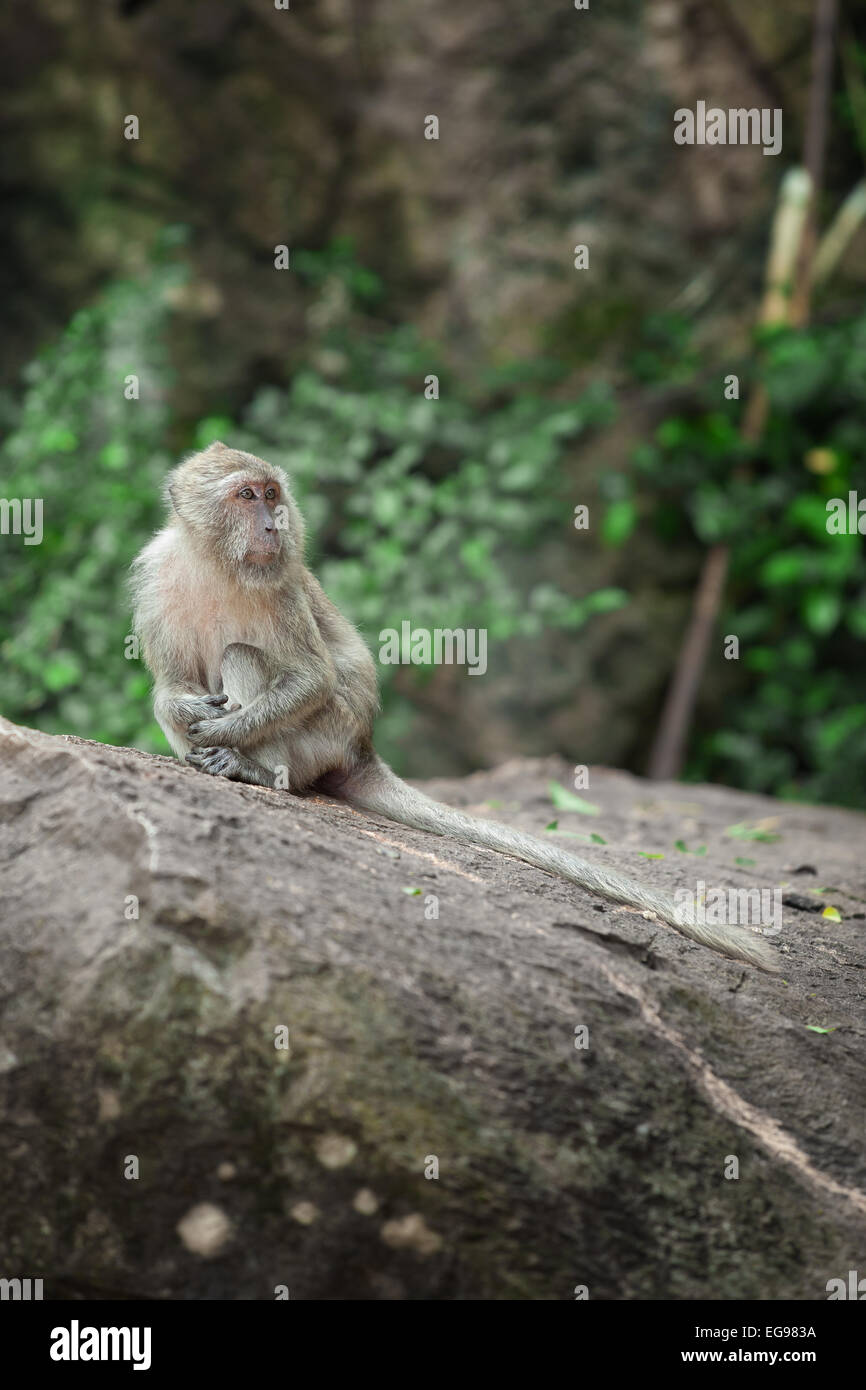 view of nice wild monkey natural tropical environment Stock Photo - Alamy
