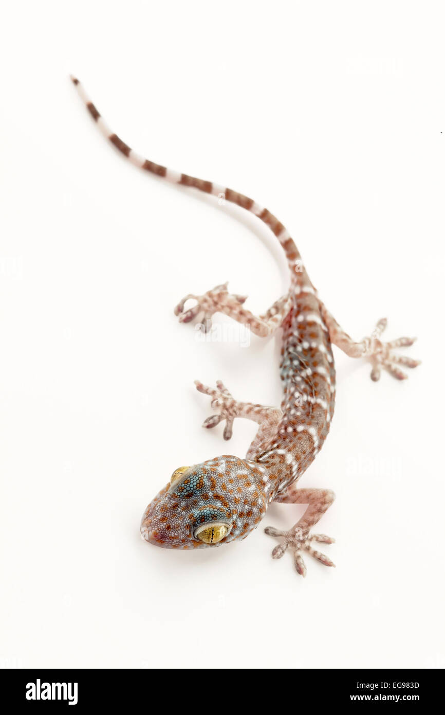 Lizard back view Cut Out Stock Images & Pictures - Alamy