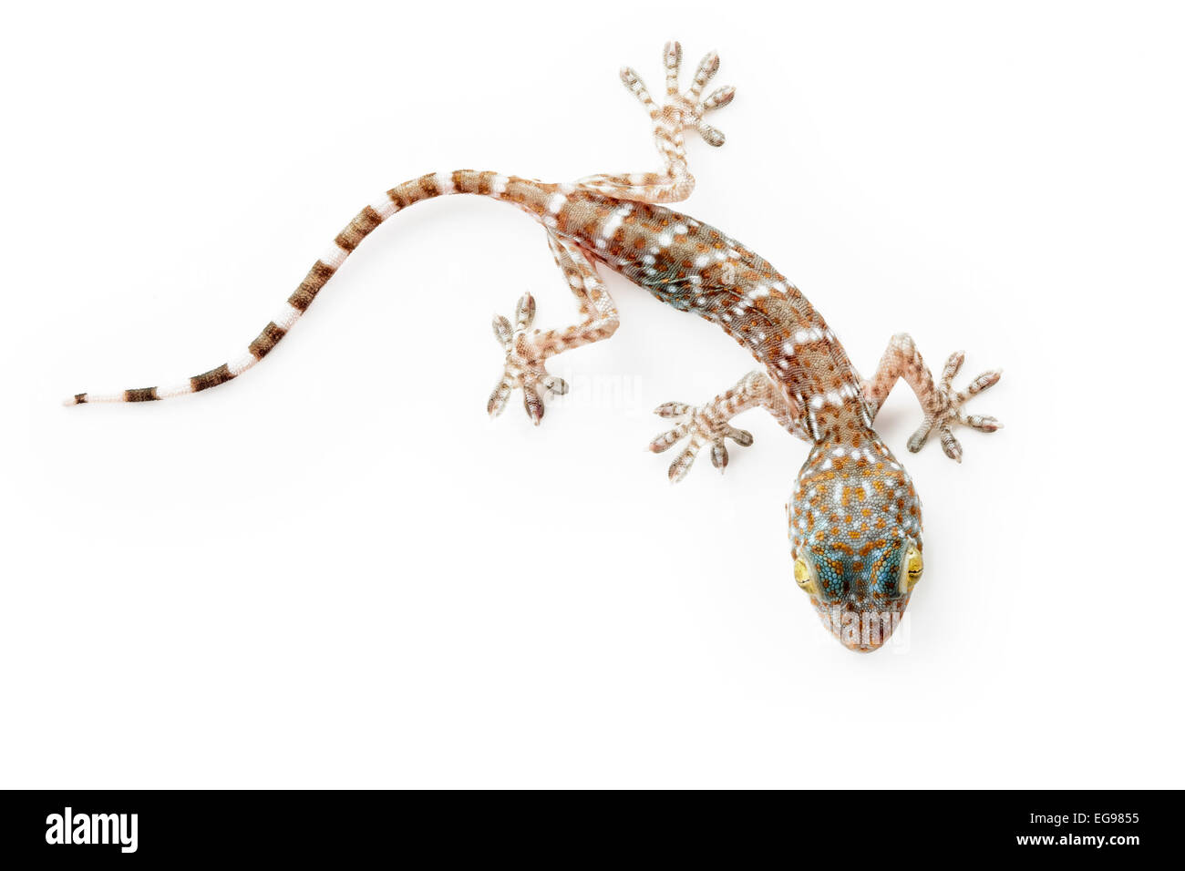 close up view of nice colorful lizard on white back Stock Photo - Alamy