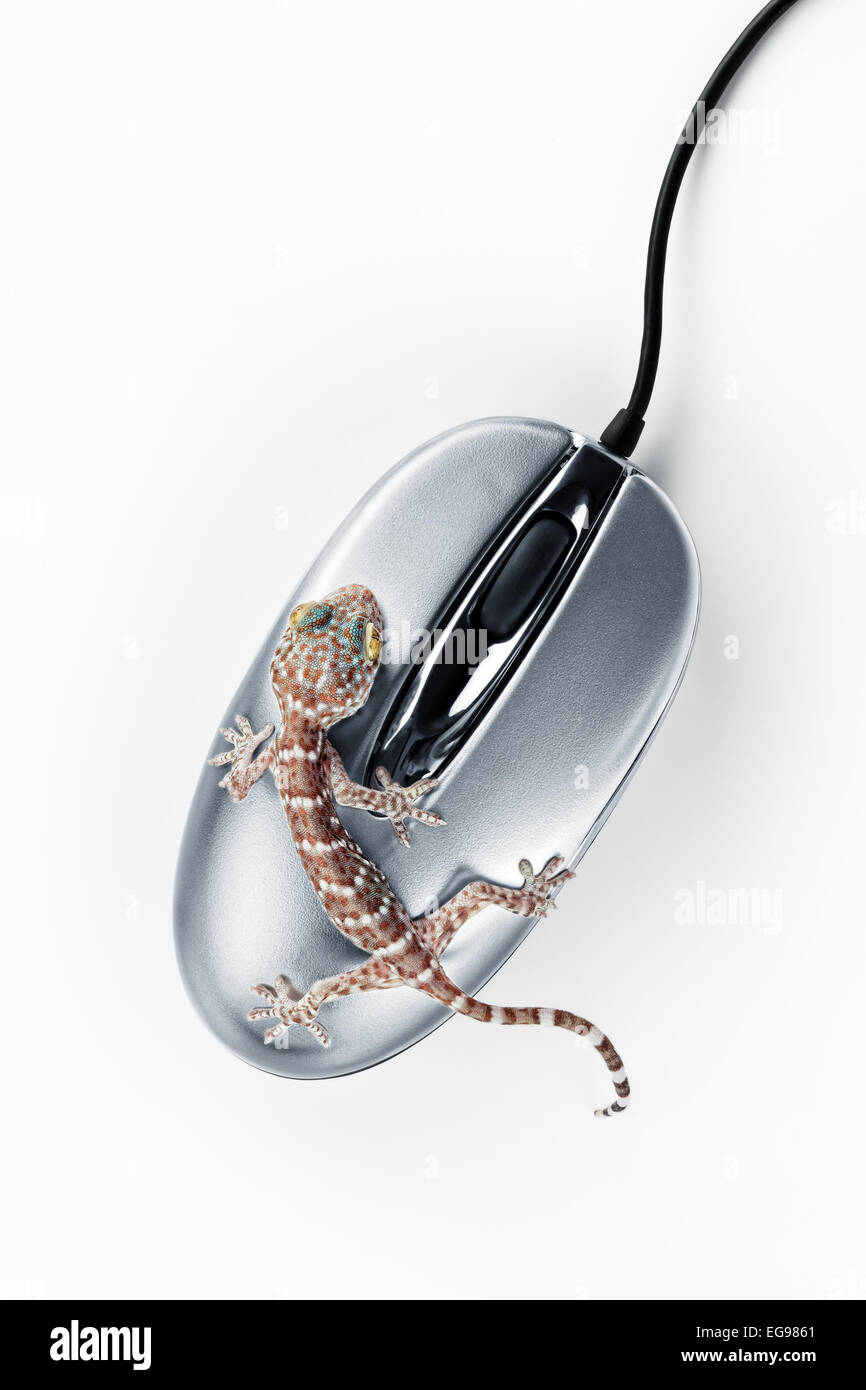 Computer lizard hi-res stock photography and images - Alamy