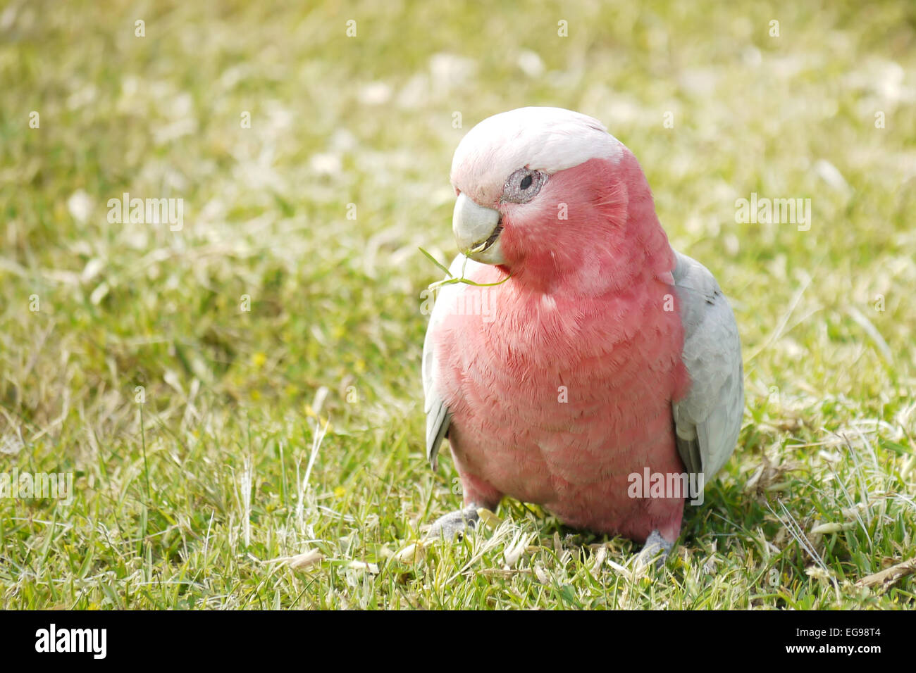 Pink parrot australian galah parrot hi-res stock photography and images ...