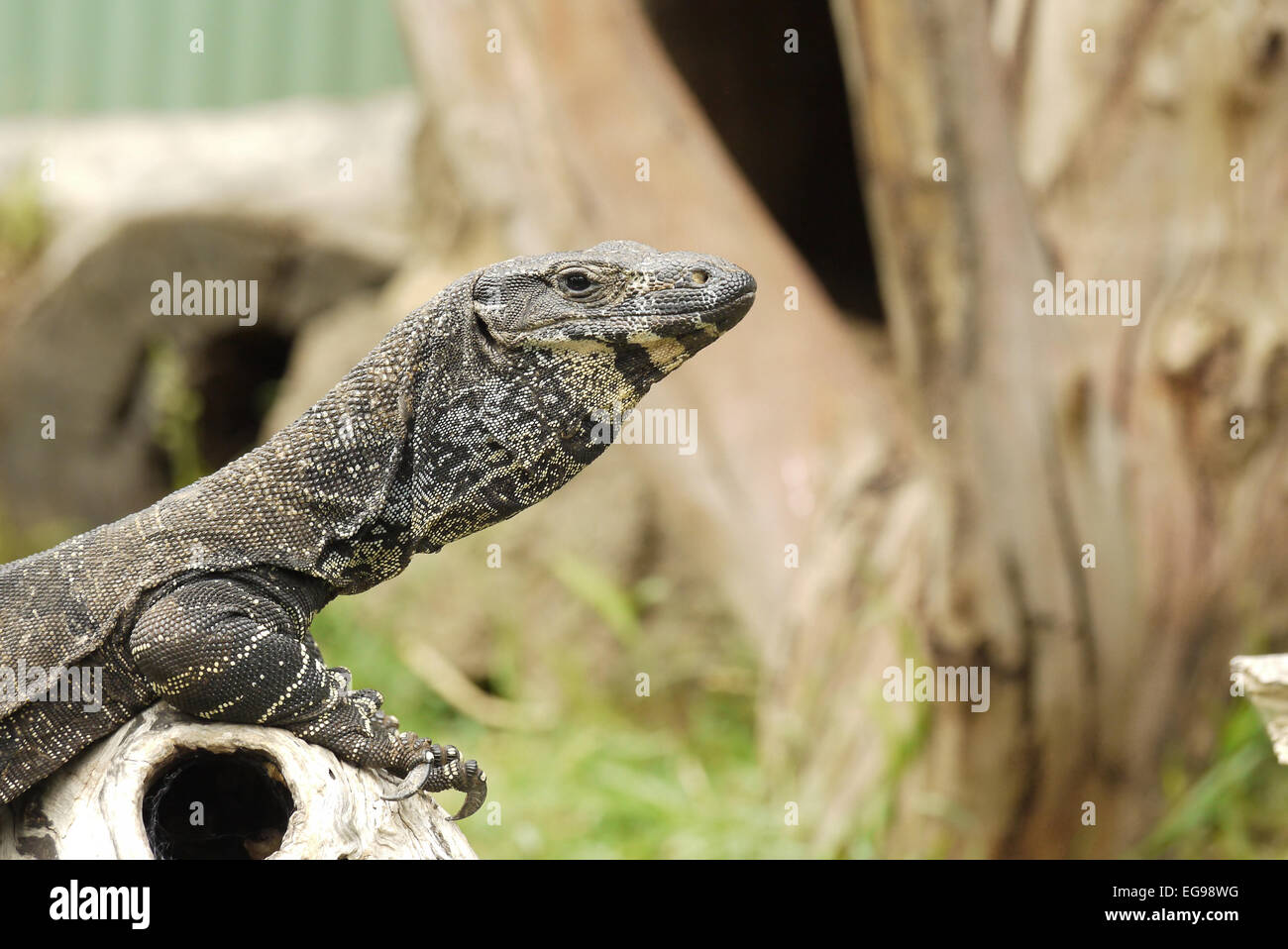 An Australian Monitor Lizard Stock Photo - Alamy