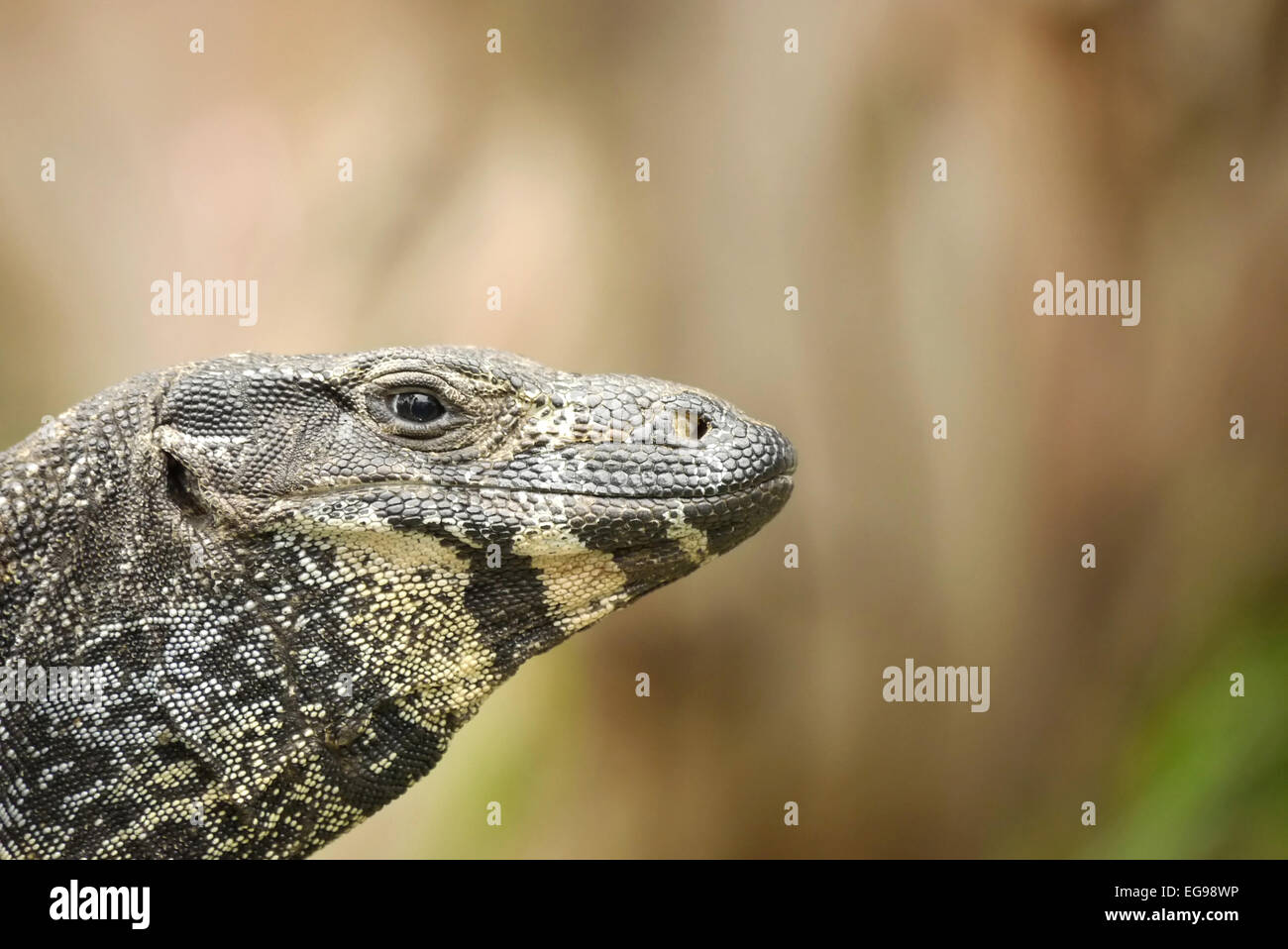 An Australian Monitor Lizard Stock Photo - Alamy