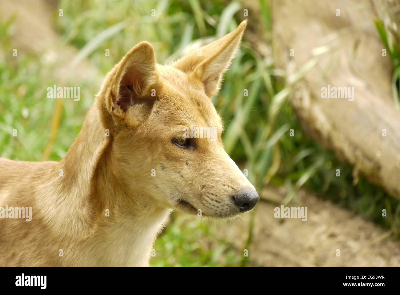 Dingo animal hi-res stock photography and images - Alamy