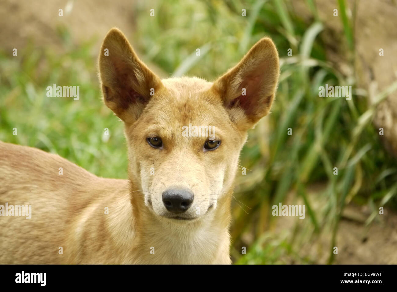 Portrait of a Dingo Stock Photo - Alamy