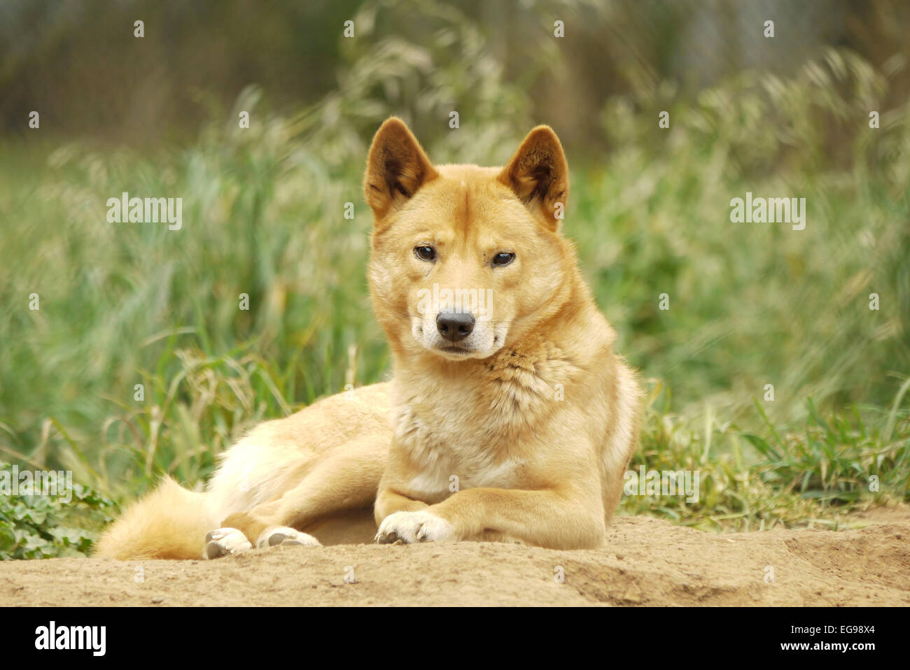 Dingo hi-res stock photography and images - Alamy