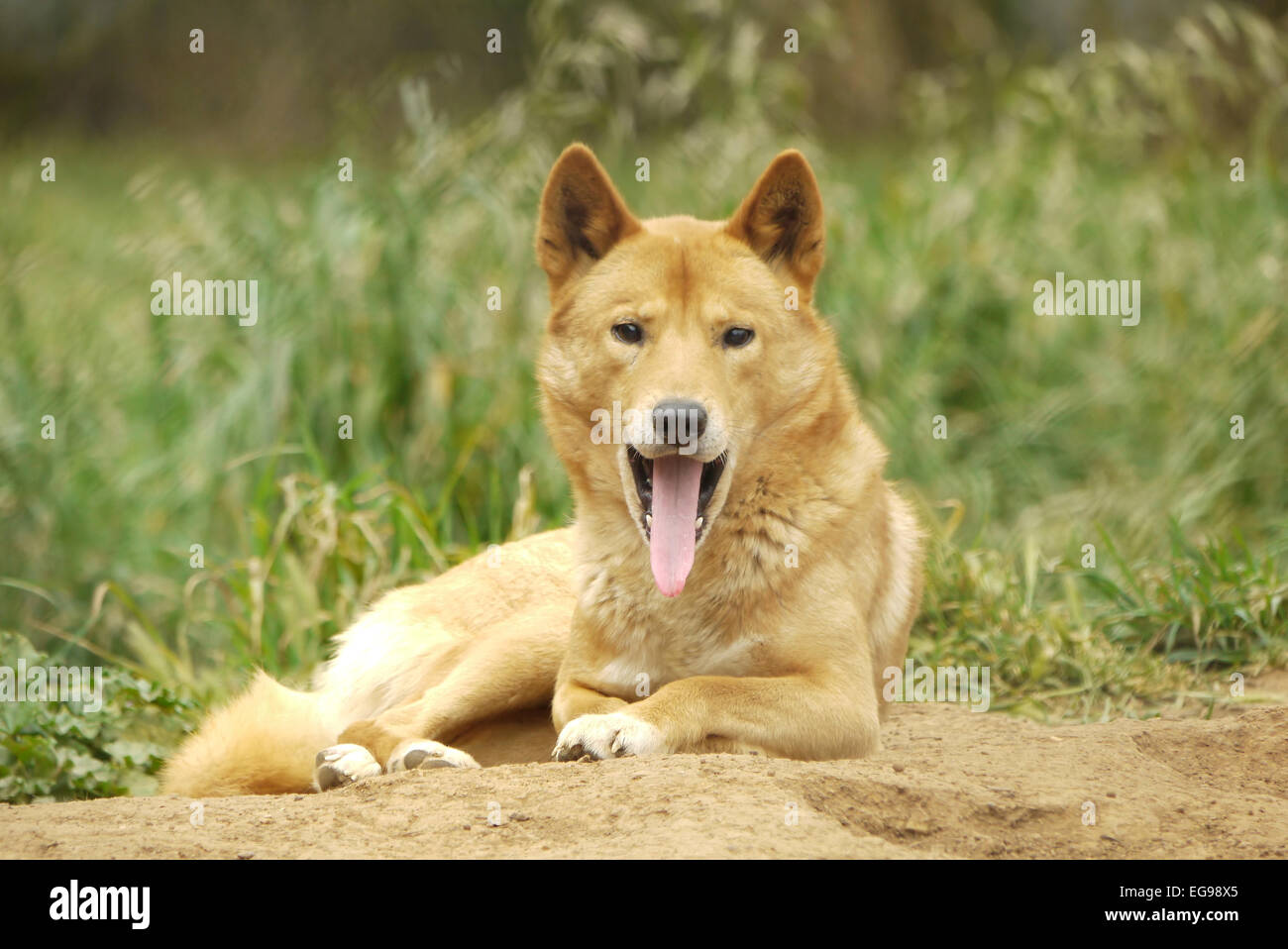 Dingo animal hi-res stock photography and images - Alamy