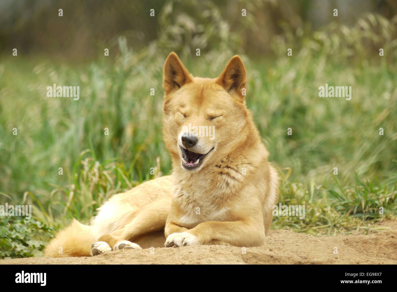 Dingo outback hi-res stock photography and images - Alamy