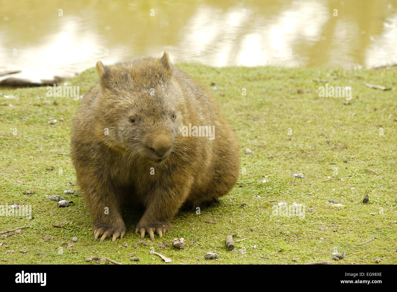 Adorable wombat hi-res stock photography and images - Alamy