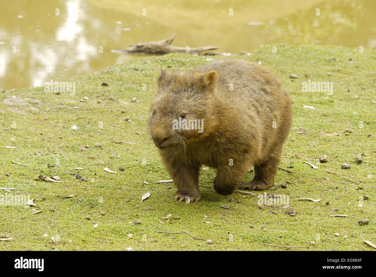 Portrait of a Wombat Stock Photo - Alamy