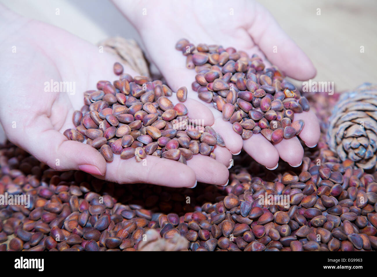 Hands holding nuts hi-res stock photography and images - Alamy