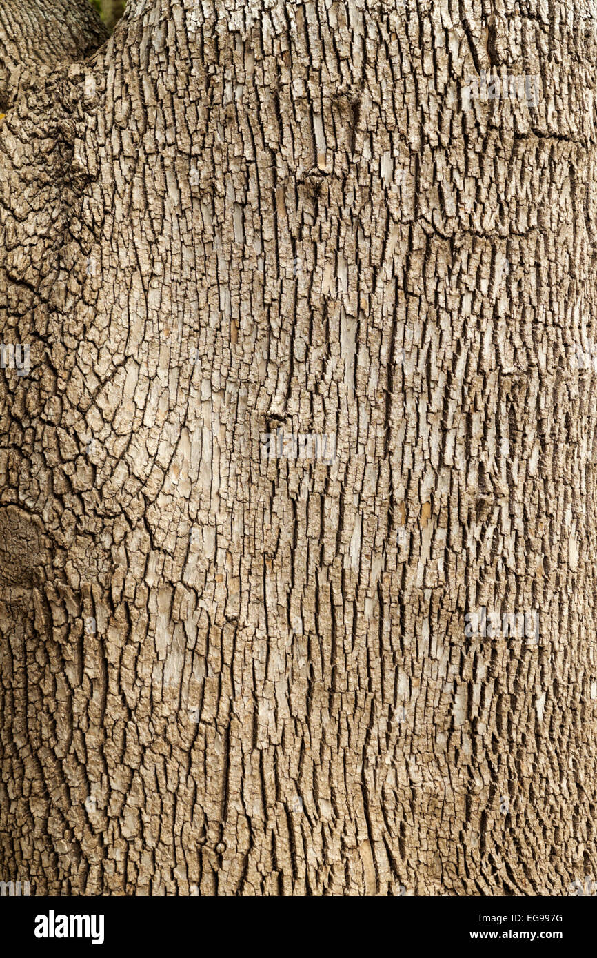 The bark of a Rio Grande Ash tree in the Santa Ana Wildlife Refuge near ...
