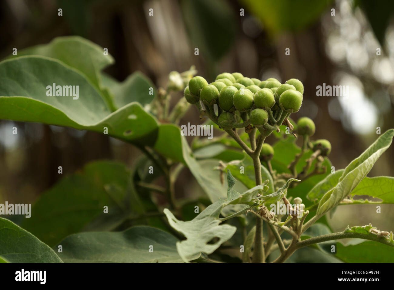 Potato Plant growing in the Santa Ana National Wildlife Refuge near ...