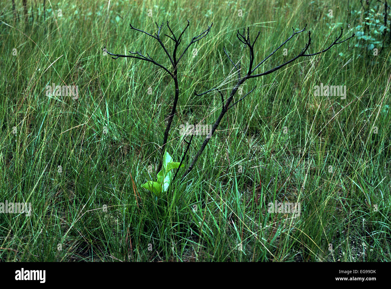 Craboo shrub (Byrsonima crassifolia) and grasses, regeneration by root ...