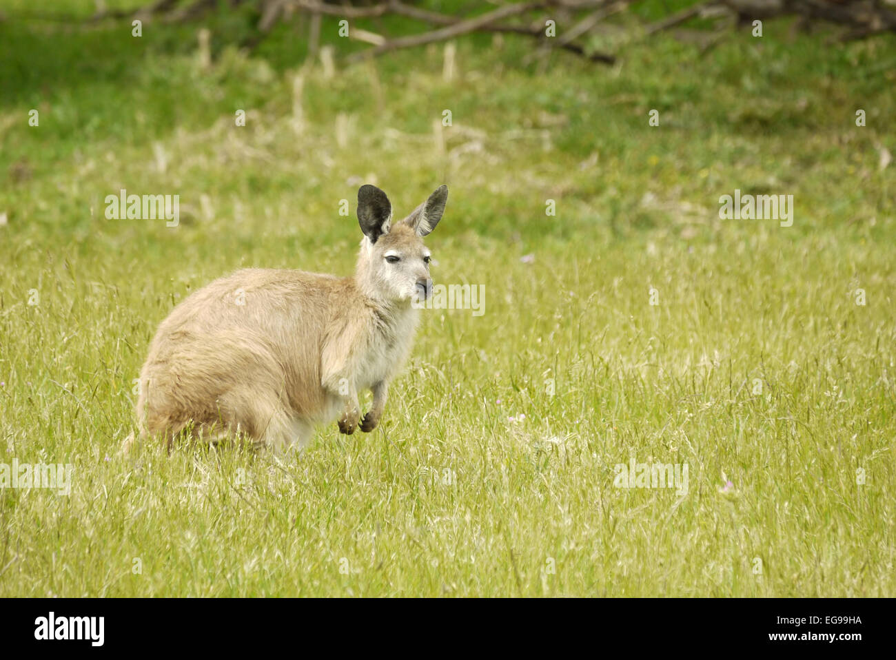 Portrait of a Wallaby Stock Photo - Alamy