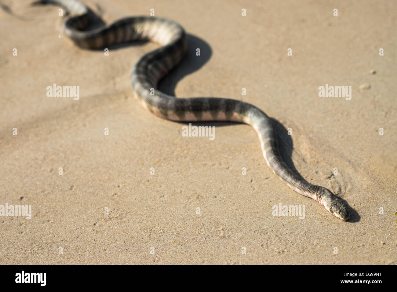 A Live Sea Snake, Hydrophiinae, on the Beach, Goa, India Stock Photo ...