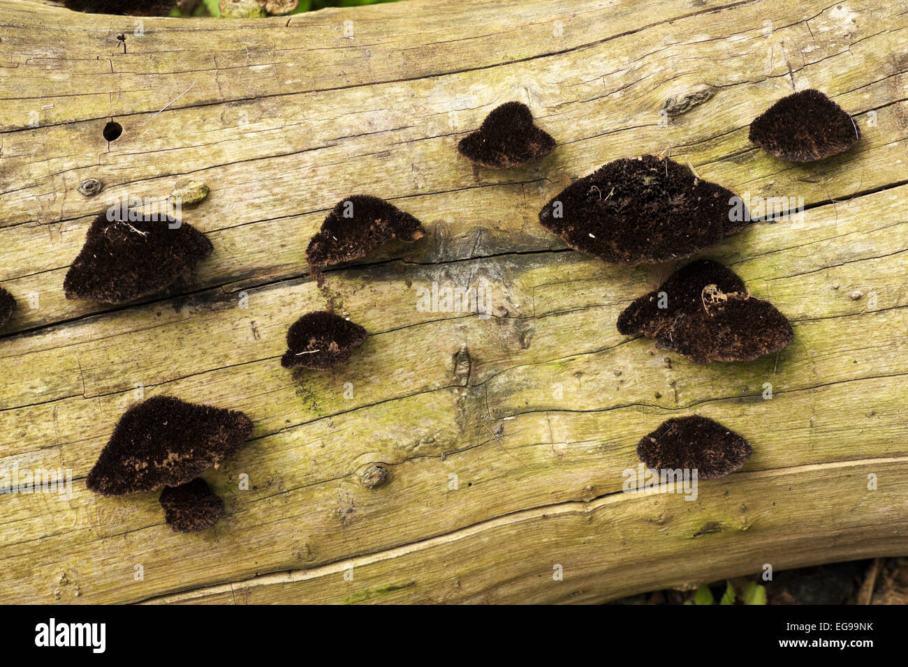 Black fungus on a dead log in the Santa Ana National Wildlife Refuge ...
