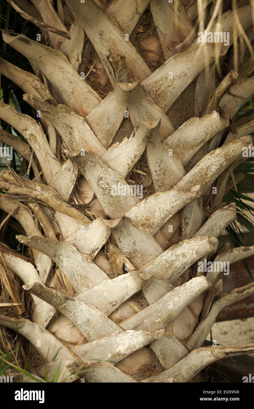 Trunk of a trimmed Sable Palm tree in the Santa Ana National Wildlife ...