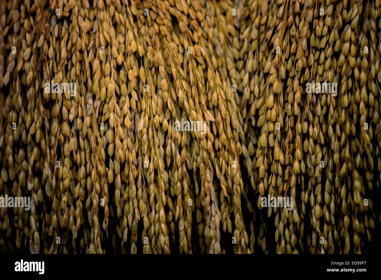 Grains in husks High Resolution Stock Photography and Images - Alamy