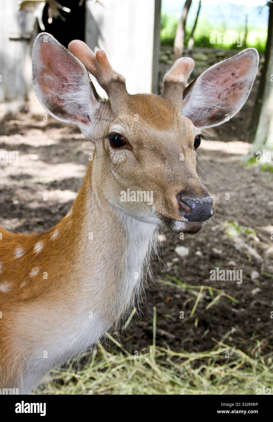 Graceful animal - a spotty deer with the big horns Stock Photo - Alamy