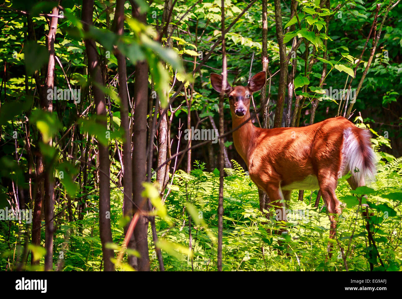 Deer in forest Stock Photo - Alamy