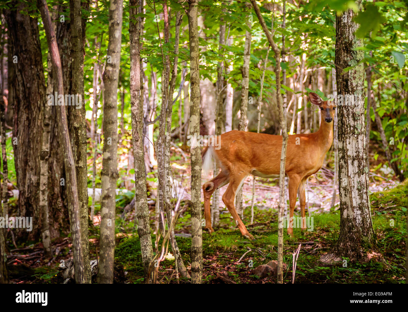 Deer behind trees hi-res stock photography and images - Alamy