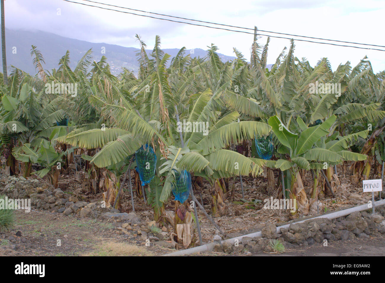 Blue bananas hi-res stock photography and images - Alamy