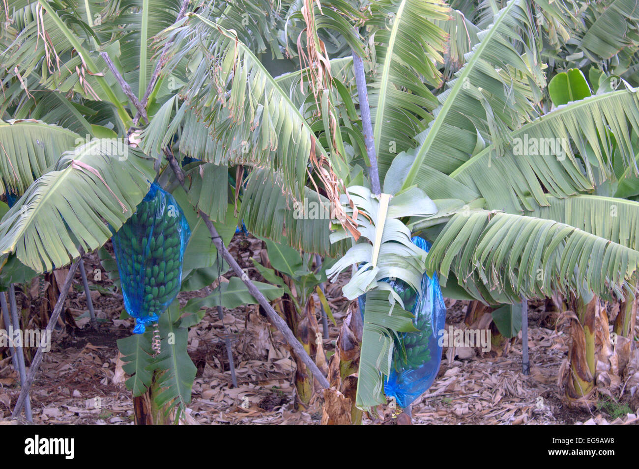 Blue bananas hi-res stock photography and images - Alamy
