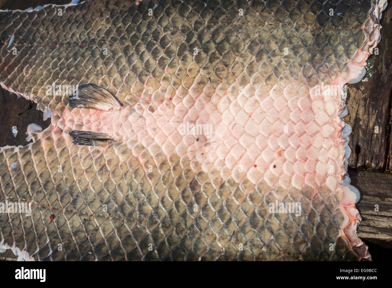 Pirarucu fish hi-res stock photography and images - Alamy