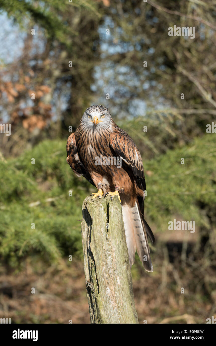Scarlett a beautiful Red Kite from the Hawk Conservancy Trust poses on ...