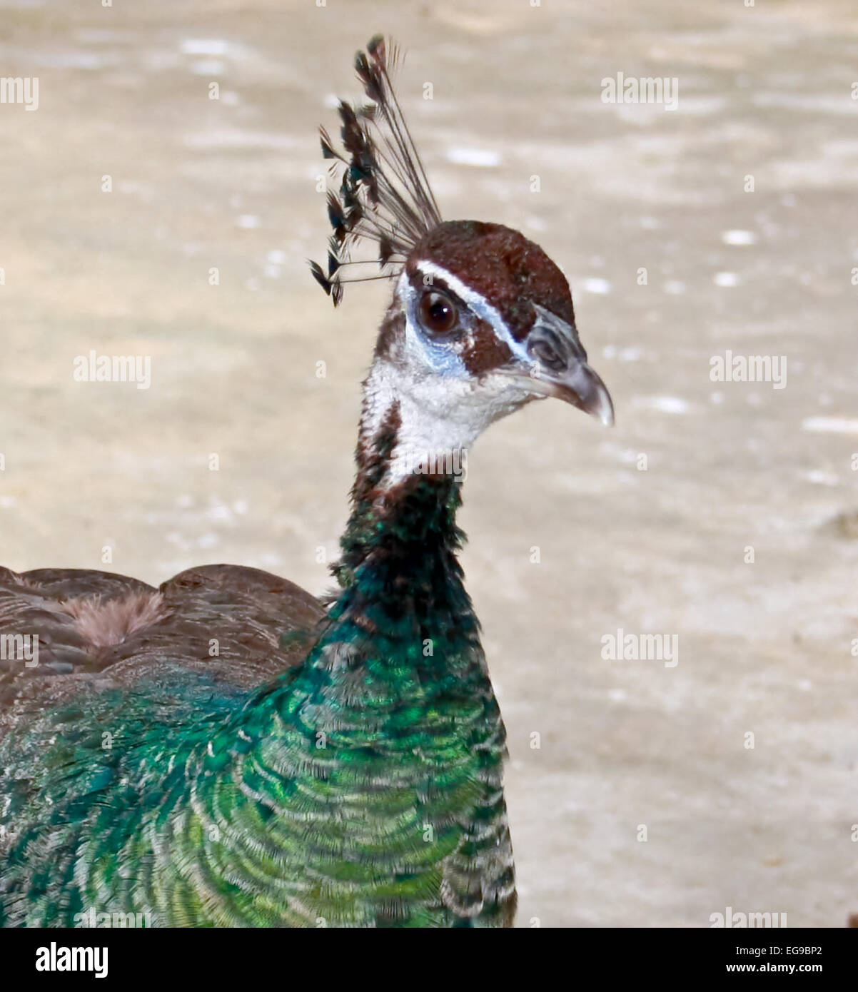 Peacock staring hi-res stock photography and images - Alamy