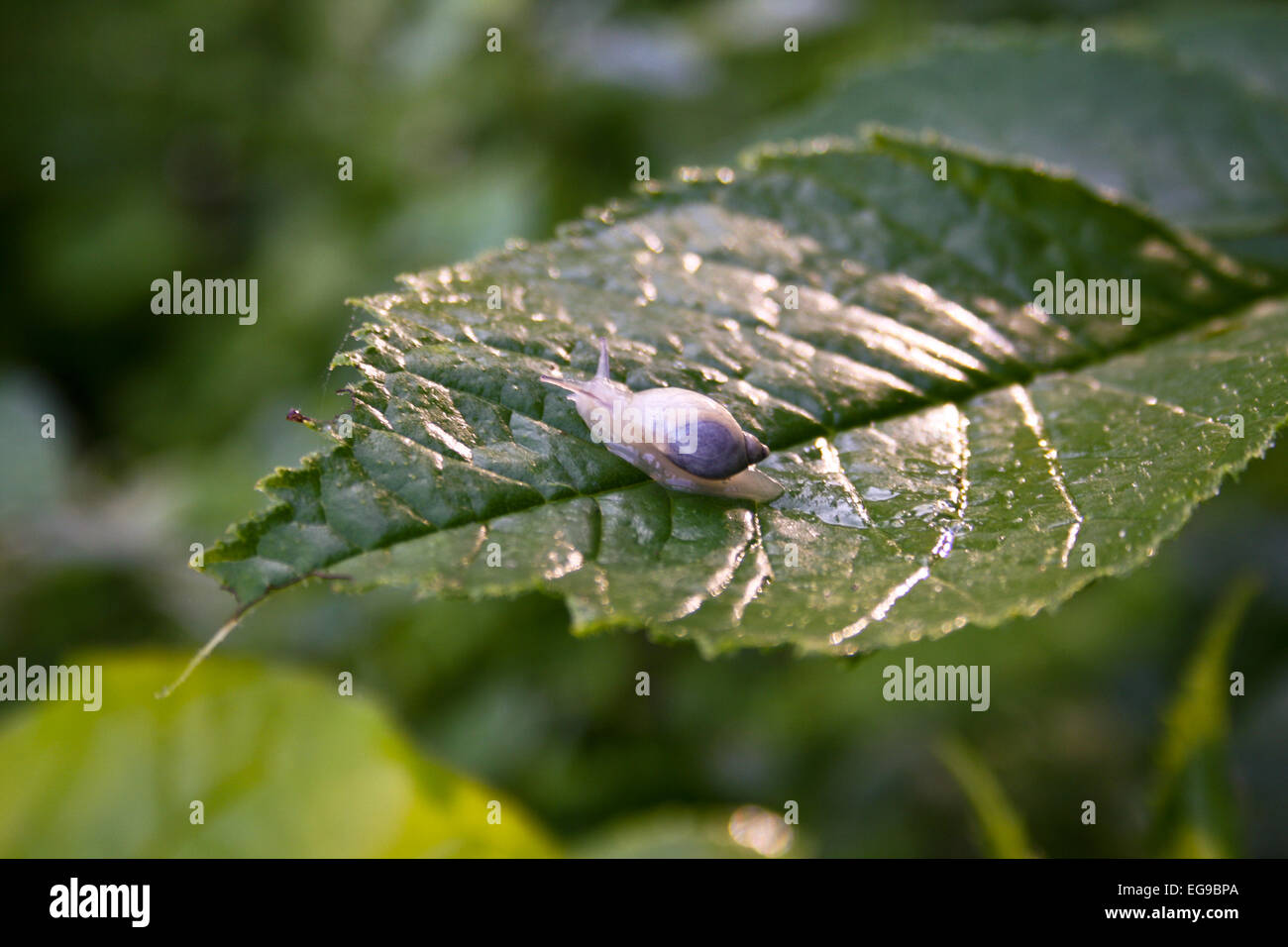 Tree snail body hi-res stock photography and images - Alamy