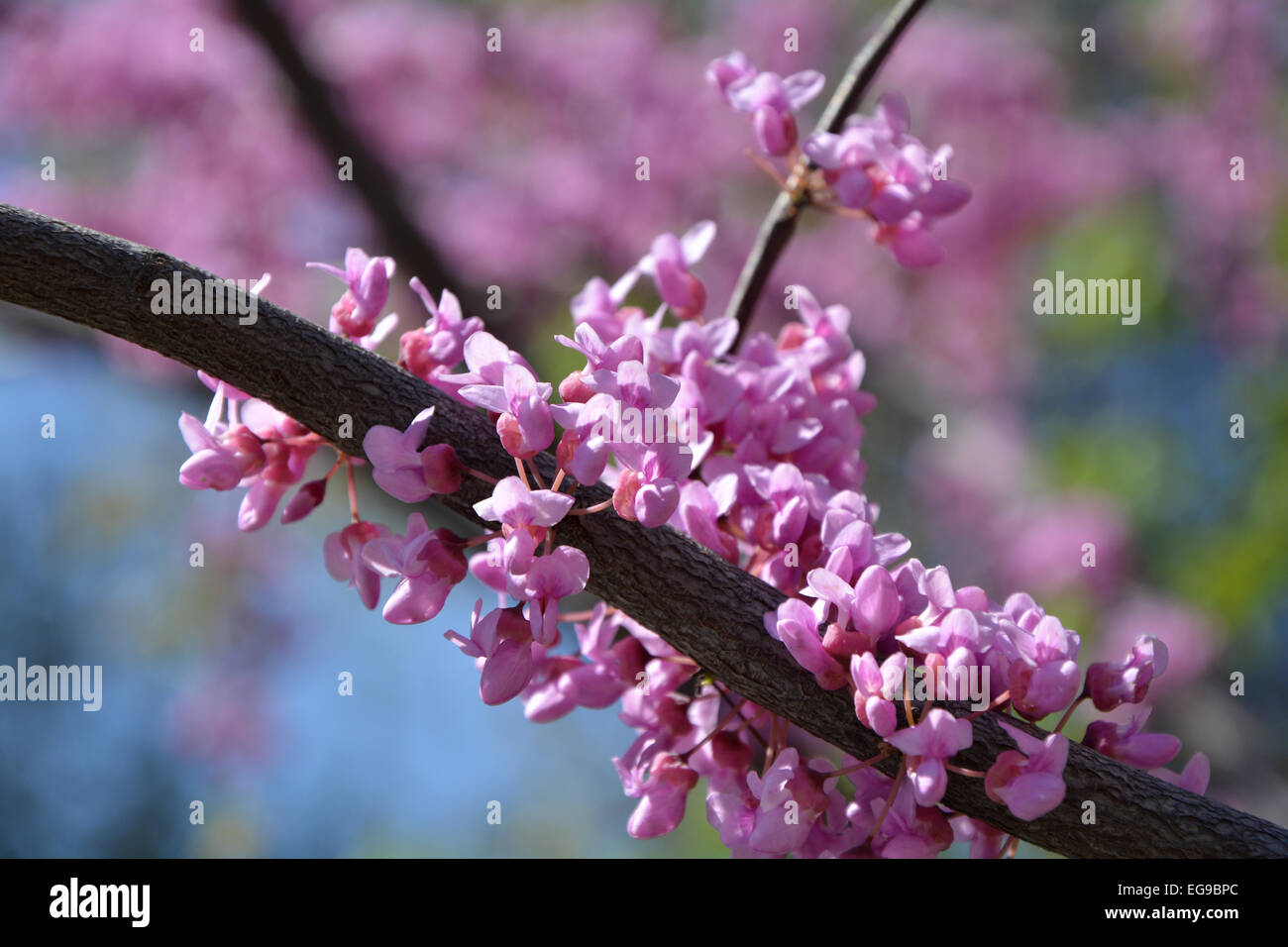 Judas Tree High Resolution Stock Photography and Images - Alamy