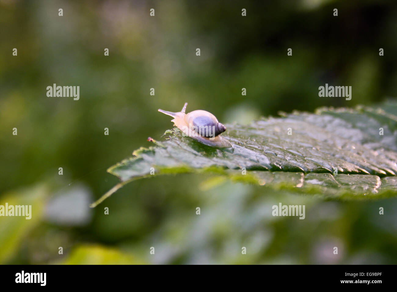 Wood snail on tree sheet Stock Photo - Alamy
