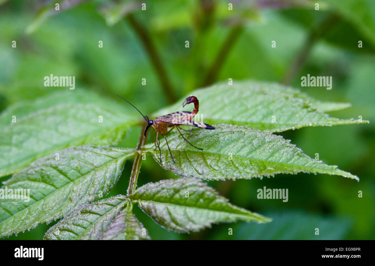 At a flying insect a tail as at a scorpion Stock Photo - Alamy
