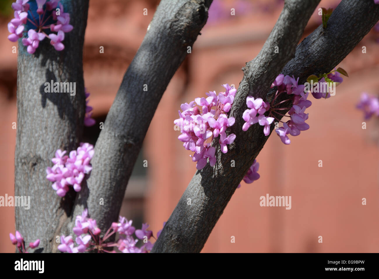 Judas tree in blossom closeup on red building background Stock Photo ...