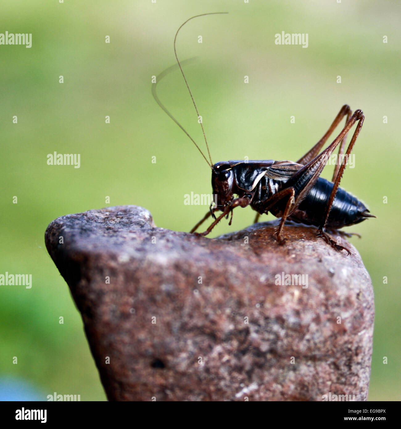 Insect cricket sits on stone hi-res stock photography and images - Alamy