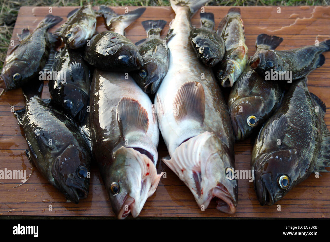Large fish - good catch Stock Photo - Alamy