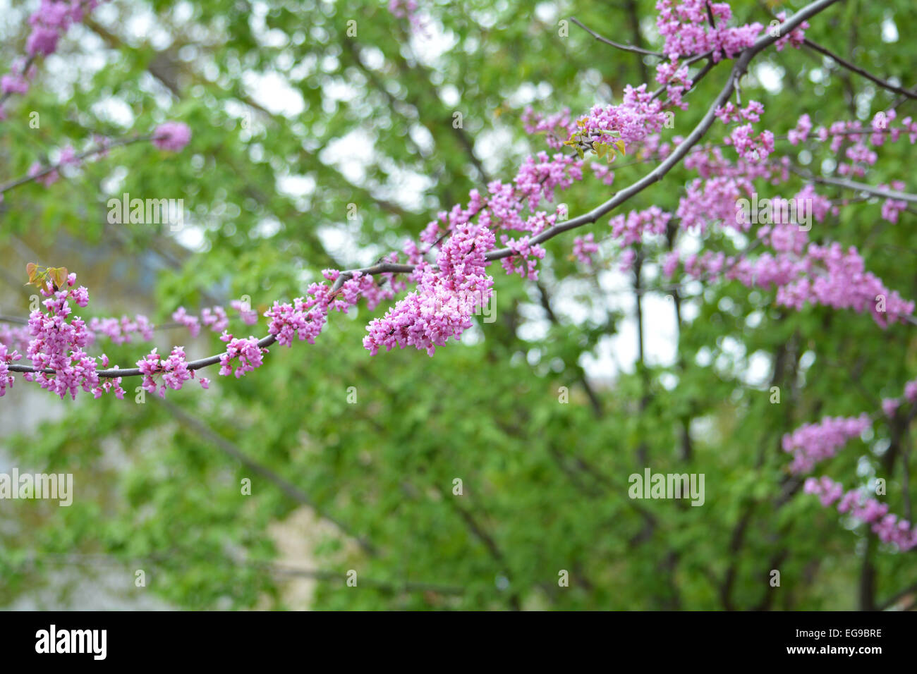 Judas tree branches in blossom closeup on green background Stock Photo ...