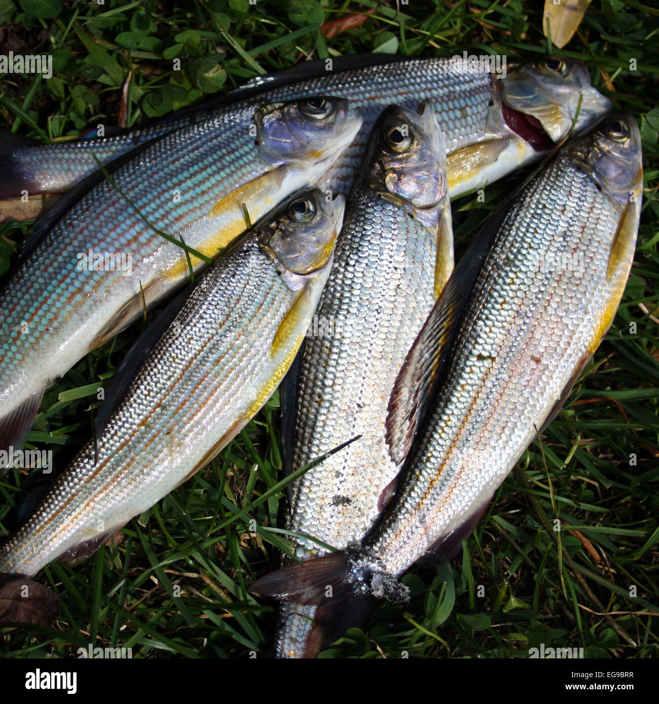 Large fish - good catch Stock Photo - Alamy