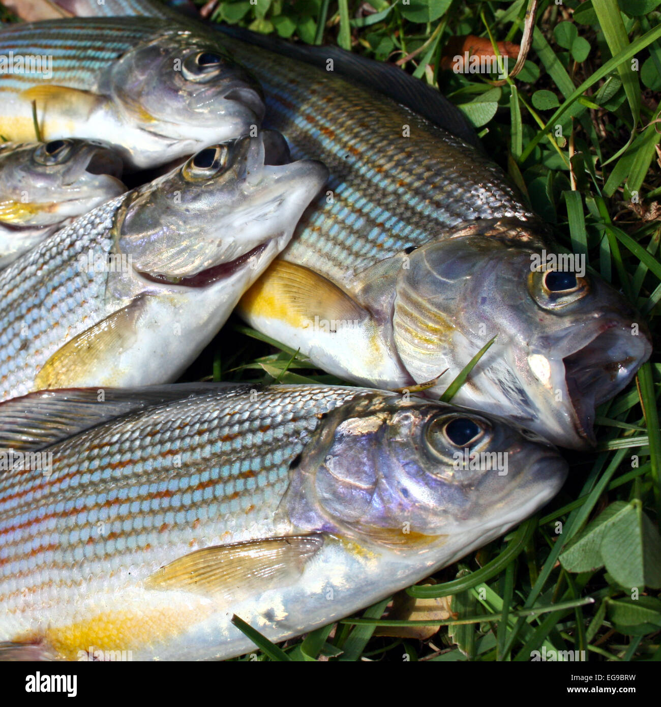 Fish head mountain hi-res stock photography and images - Alamy